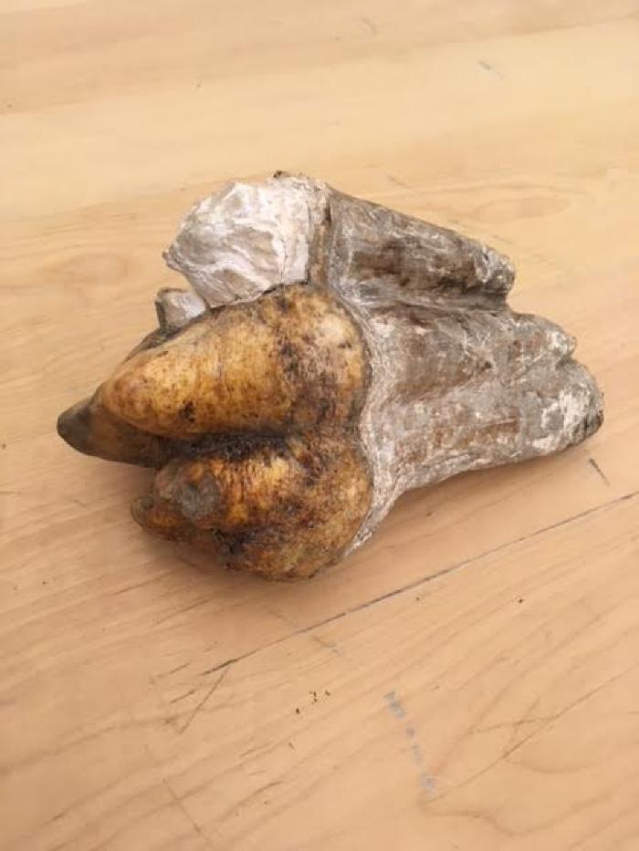 Grand Rapids Public Museum Collections : Specimen : Mastodon Tooth [E12504]