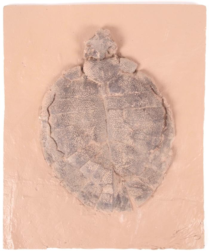 Grand Rapids Public Museum Collections