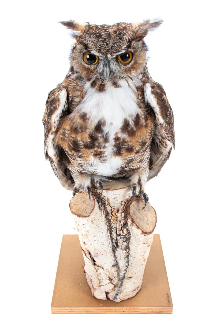 Grand Rapids Public Museum Collections : Specimen : Great Horned Owl ...