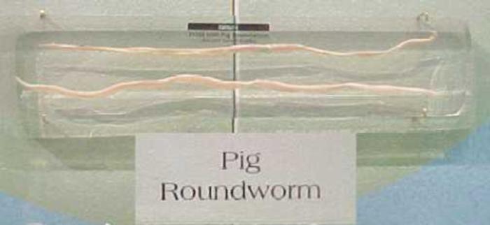 Grand Rapids Public Museum Collections : Artifact : Mounted Pig ...